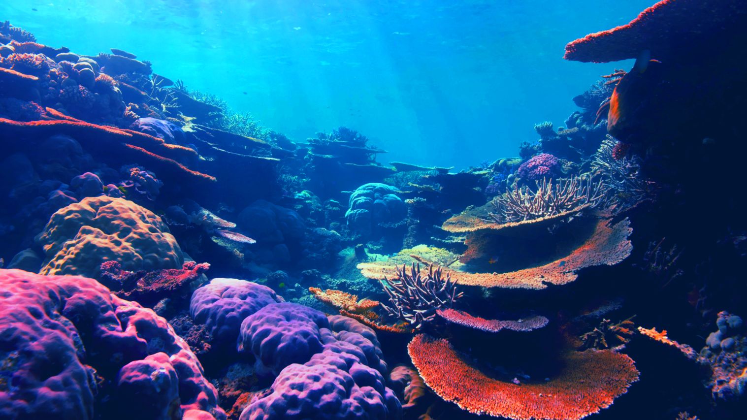Coral Reef